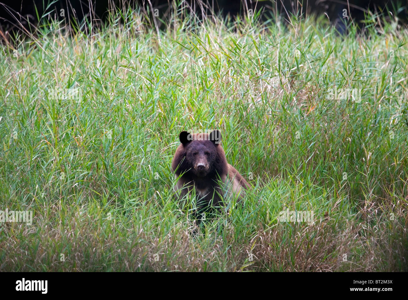 Agassiz canada hi-res stock photography and images - Alamy