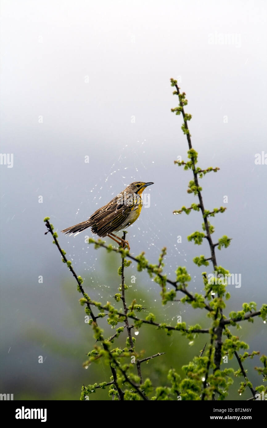 Bird in the rain hi-res stock photography and images - Alamy
