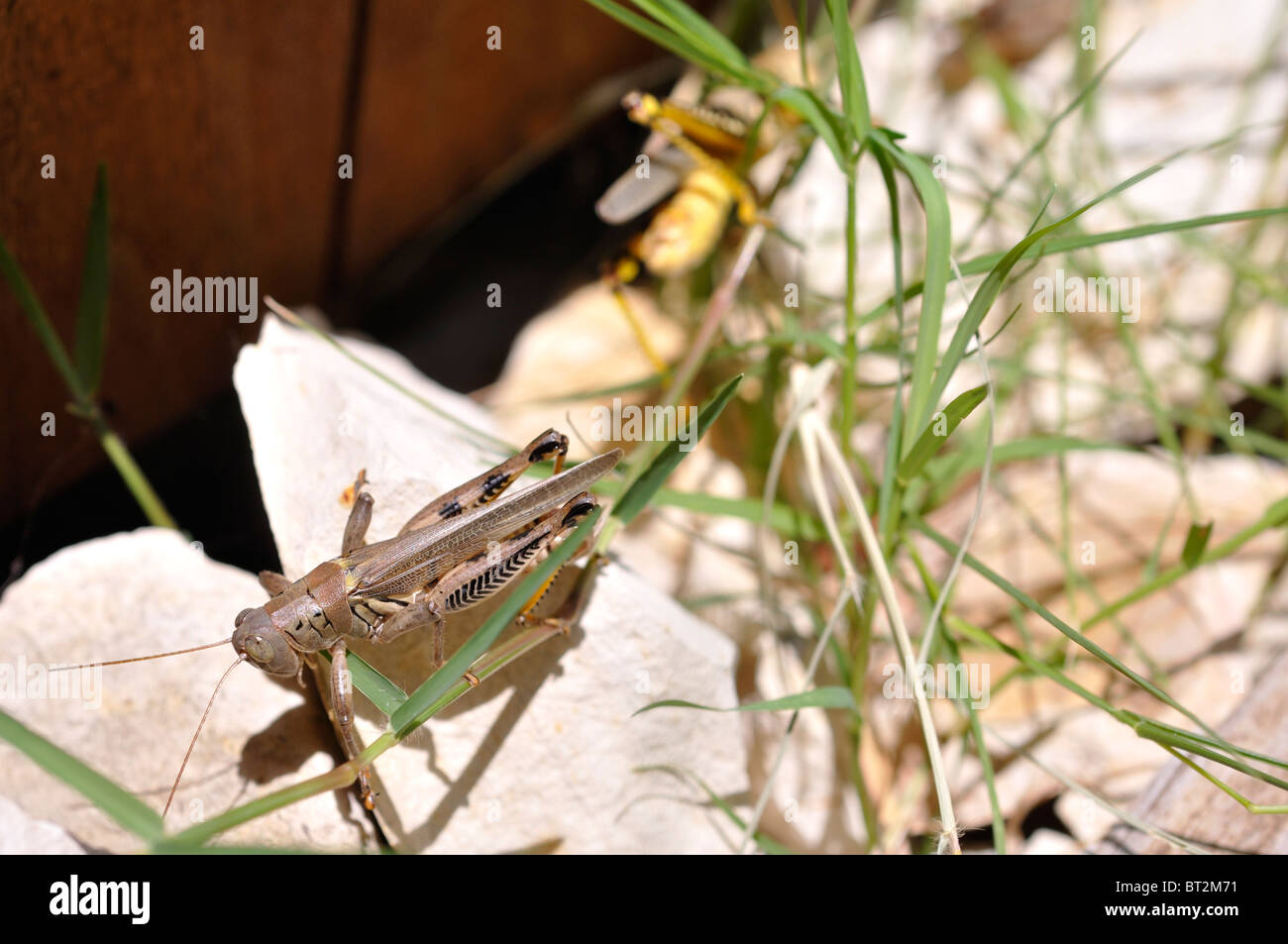 Phylum arthropods hi-res stock photography and images - Alamy