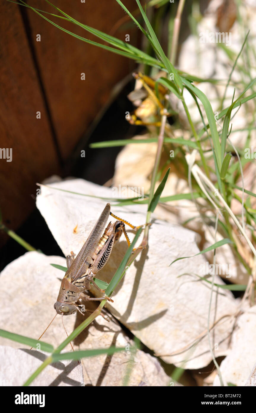 Phylum arthropods hi-res stock photography and images - Alamy