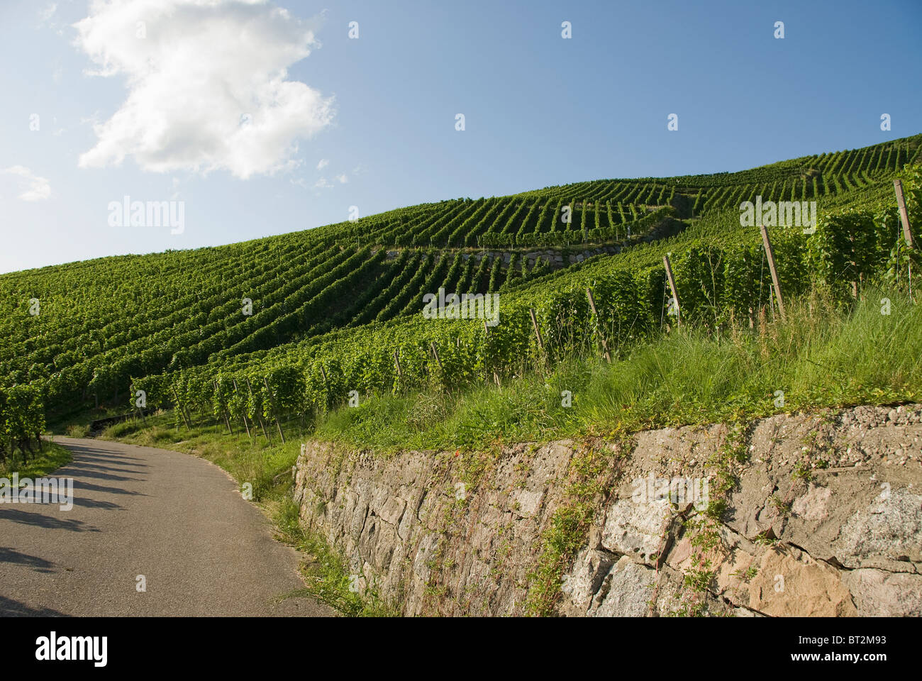 vineyard with a stone wall in the foreground Stock Photo - Alamy