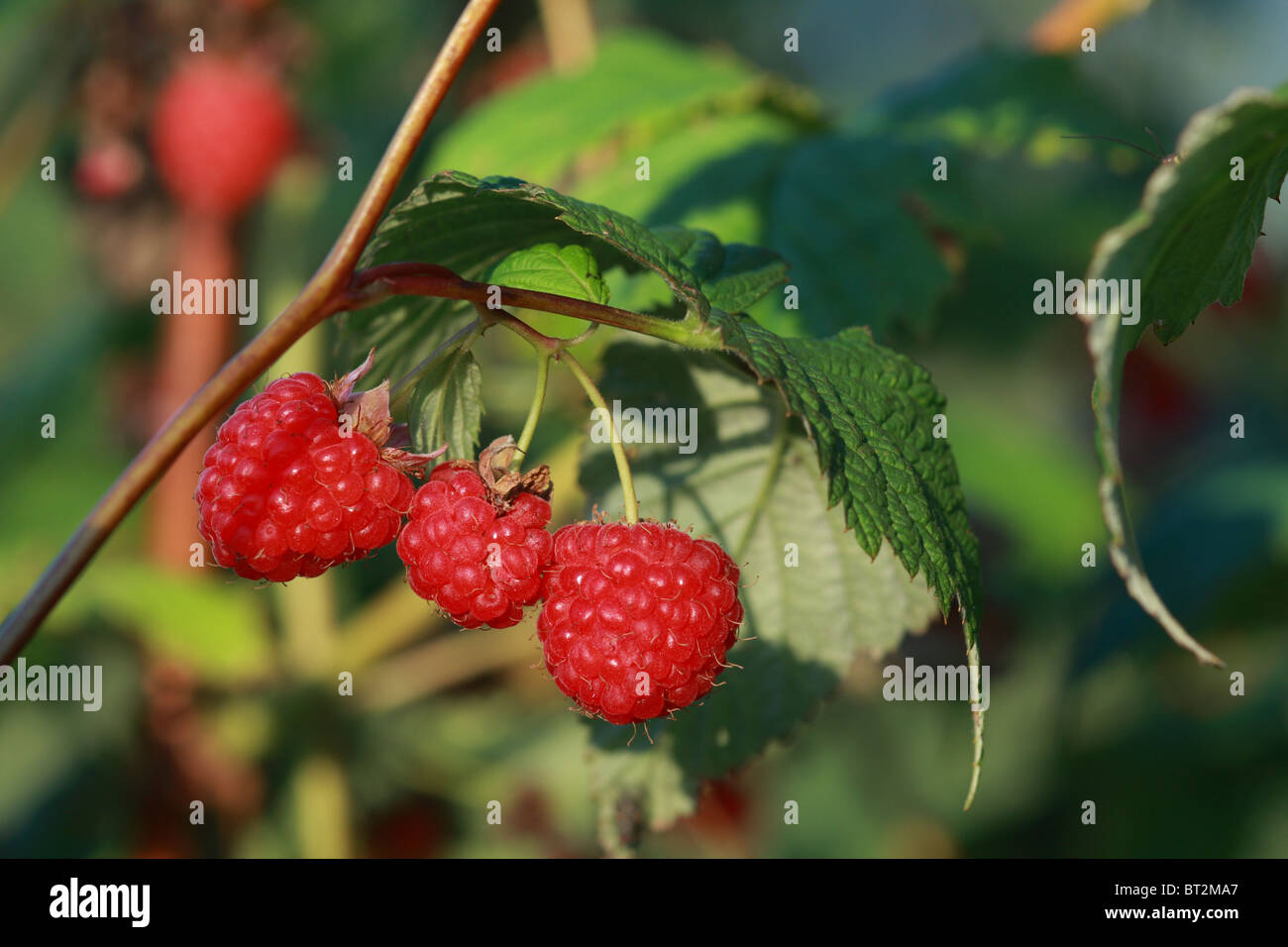 Raspberry bunch hi-res stock photography and images - Alamy