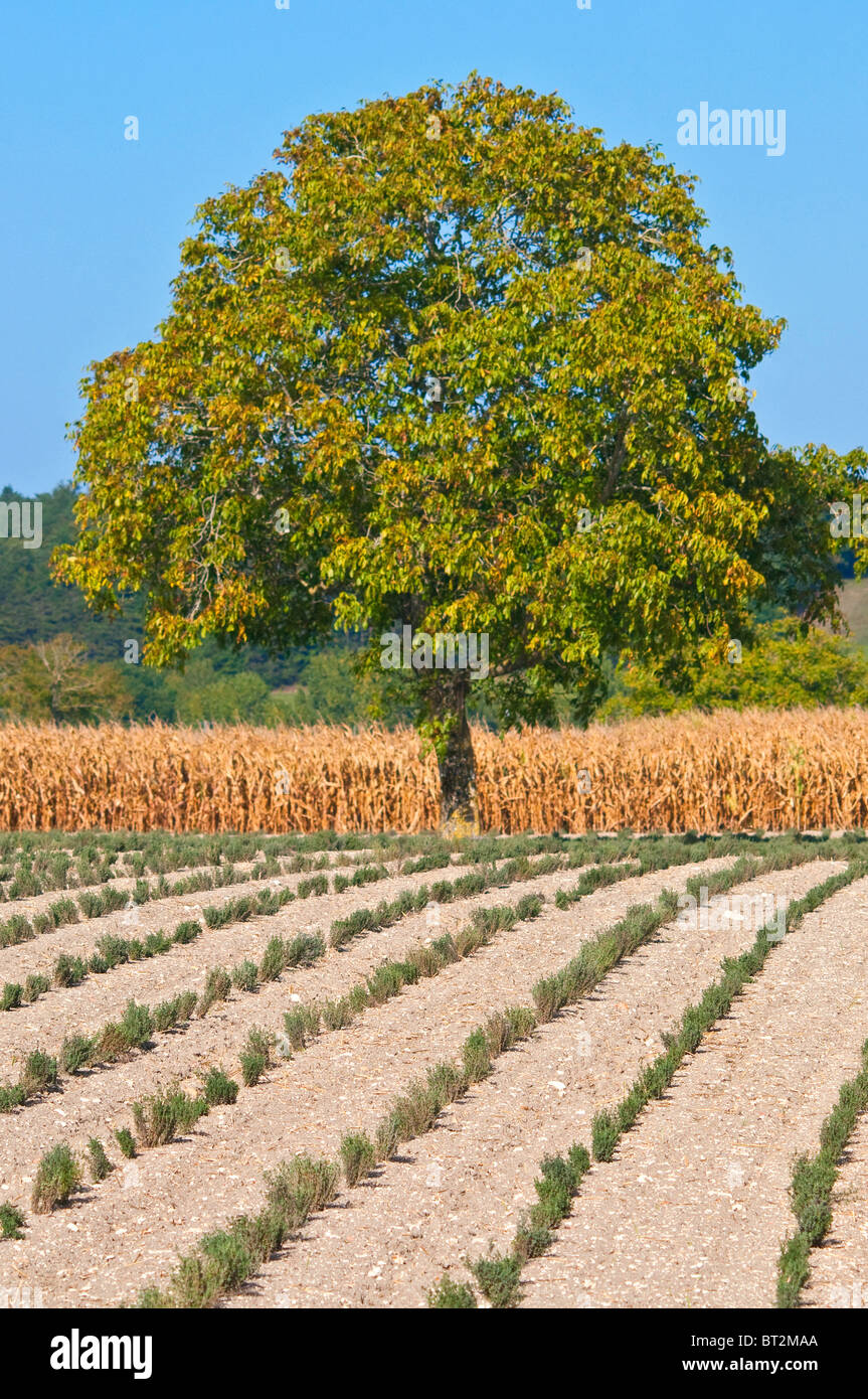Farmed field of Thyme herb and Walnut tree - France Stock Photo - Alamy