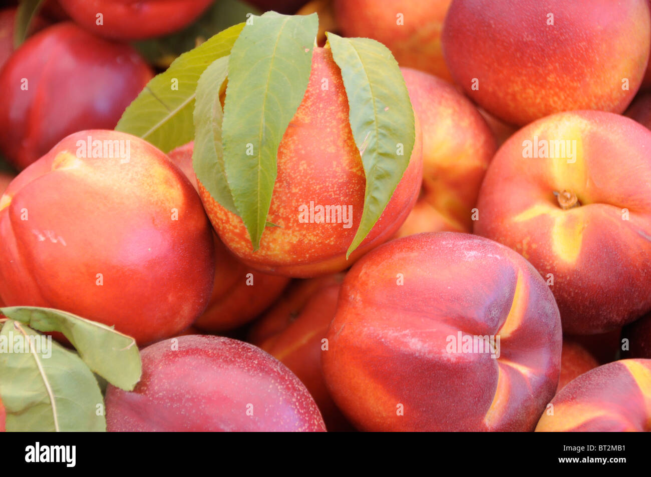Close-up of Yellow Nectarines Stock Photo - Alamy