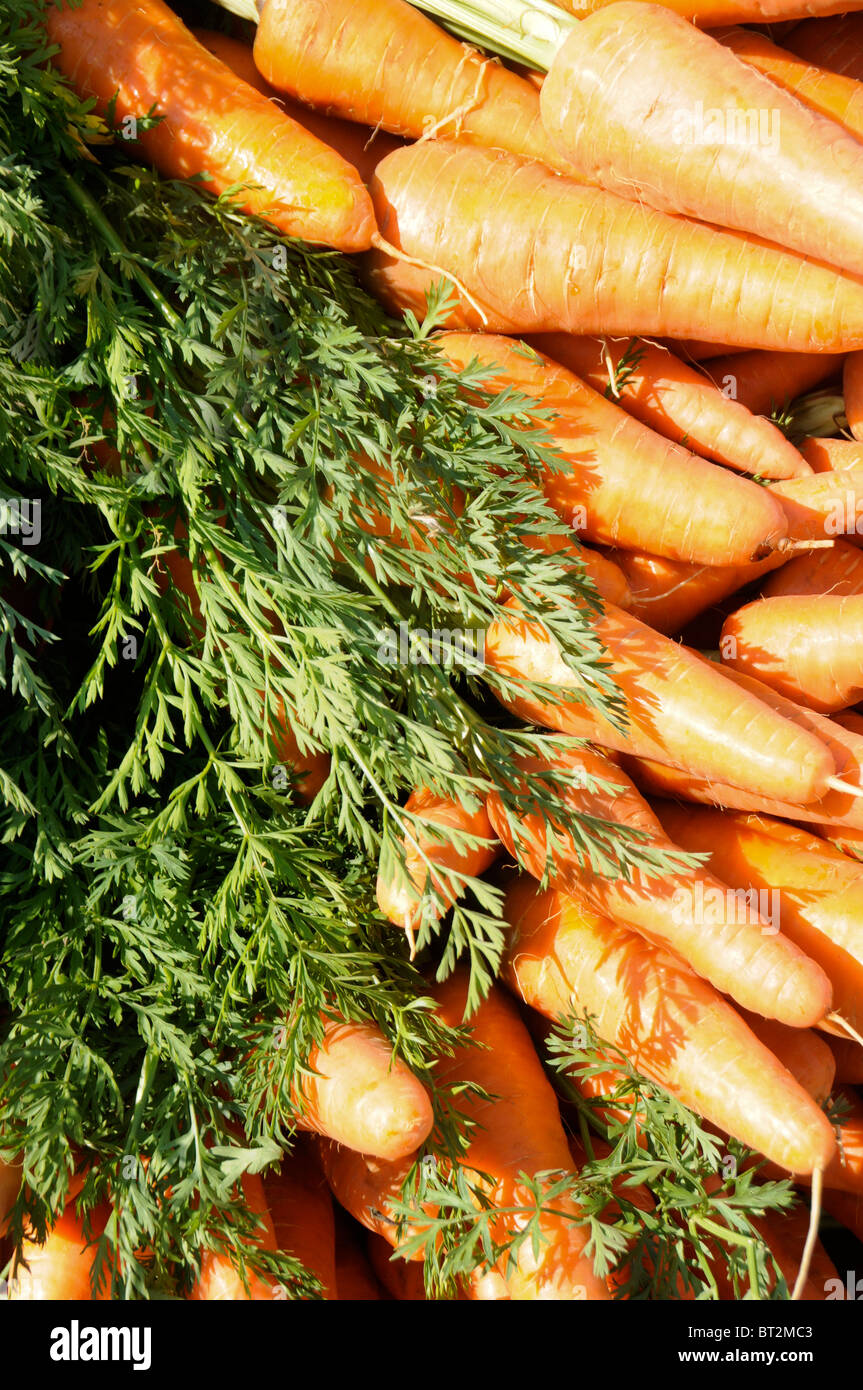 Carrots on Display Stock Photo - Alamy