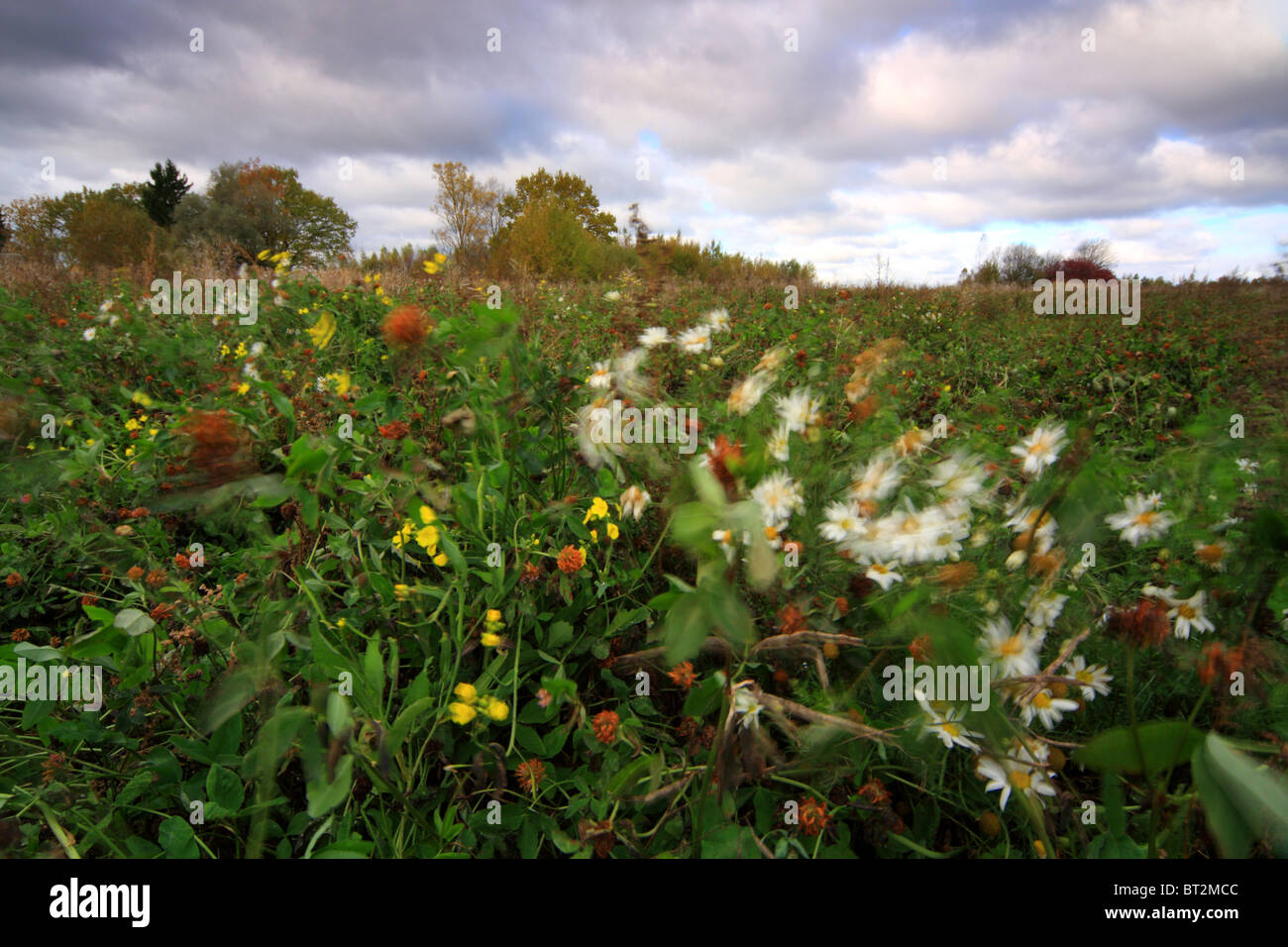Autumn flowers(Daisy and Clover) in windy field, Estonia Stock Photo ...