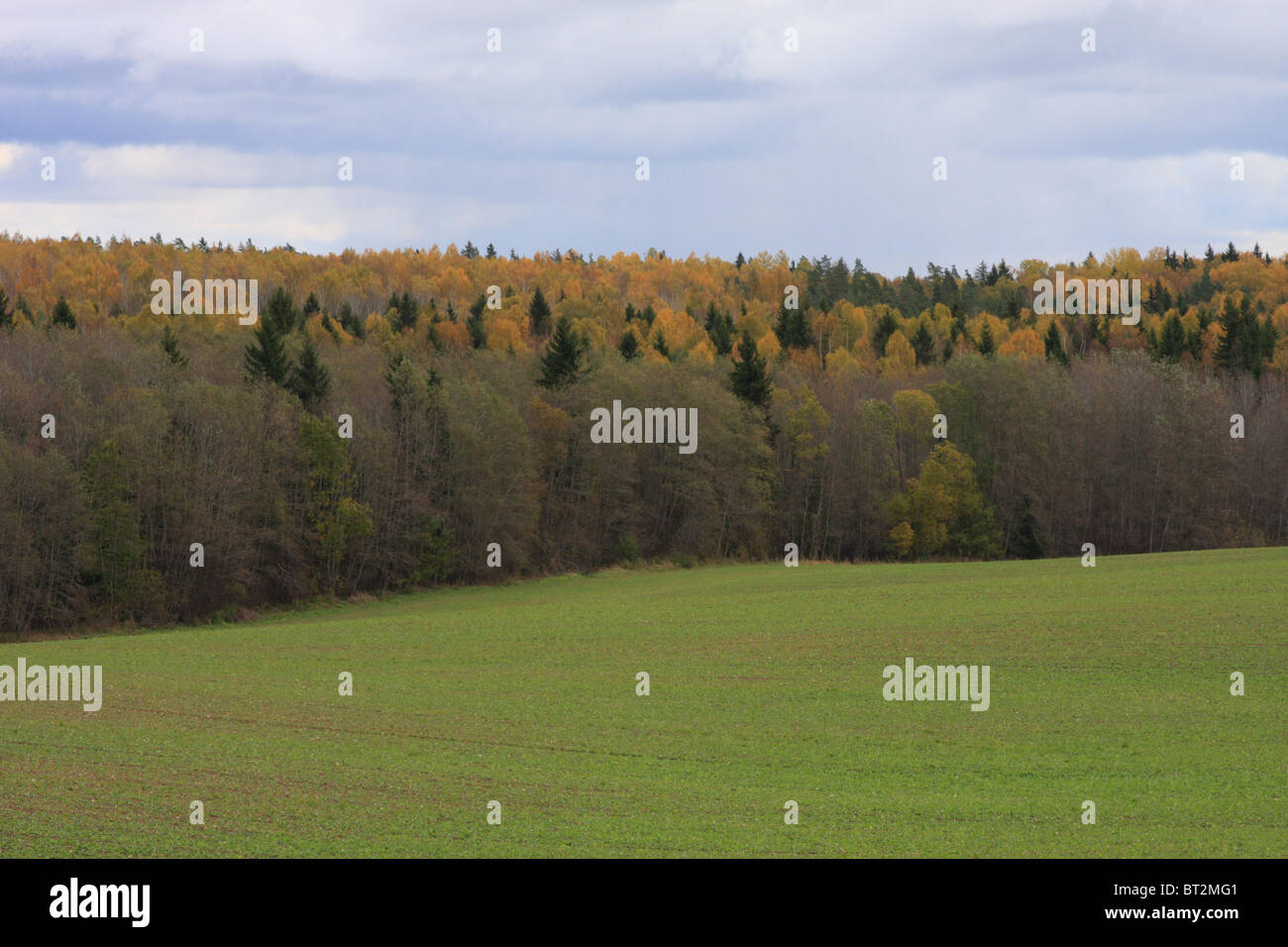 Autumn landscape with field and forest, Estonia Stock Photo - Alamy
