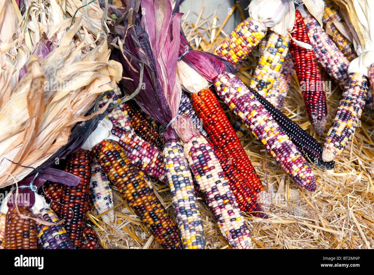 Multi-colored Indian Corn Stock Photo - Alamy
