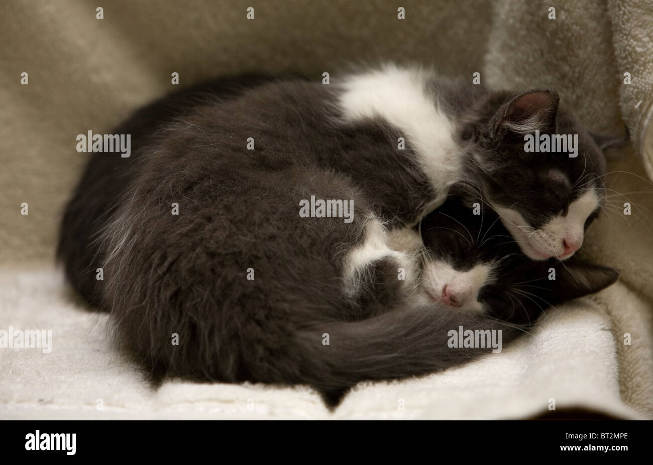 Cuddling kittens hi-res stock photography and images - Alamy