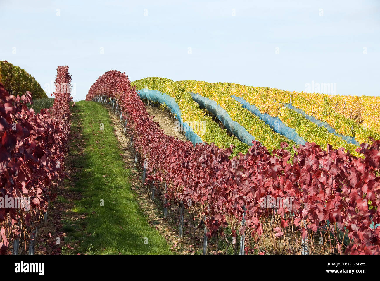 rows of a vineyard with red and yellow leaves Stock Photo - Alamy