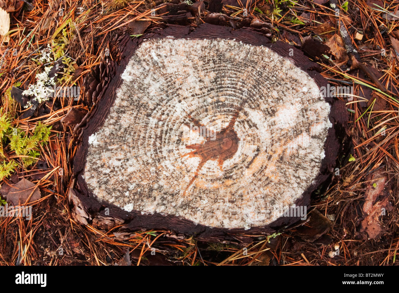Stump growth hi-res stock photography and images - Alamy