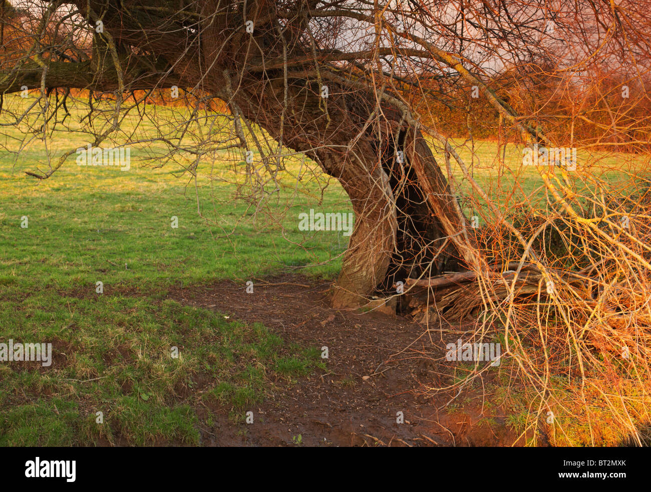 Gnarled tree hi-res stock photography and images - Alamy