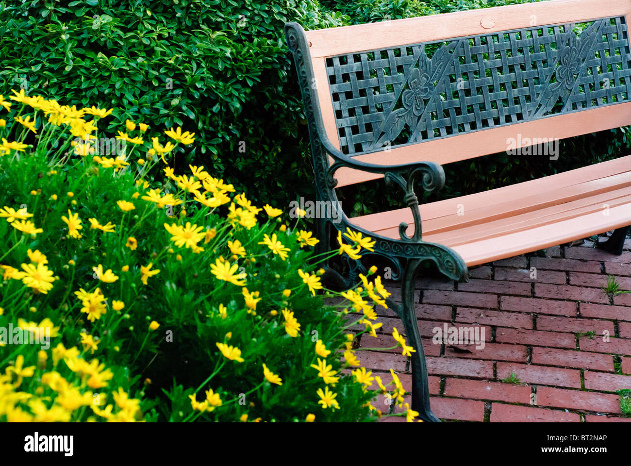 An empty park bench is seen next to yellow Marguerite Daisy flowers ...