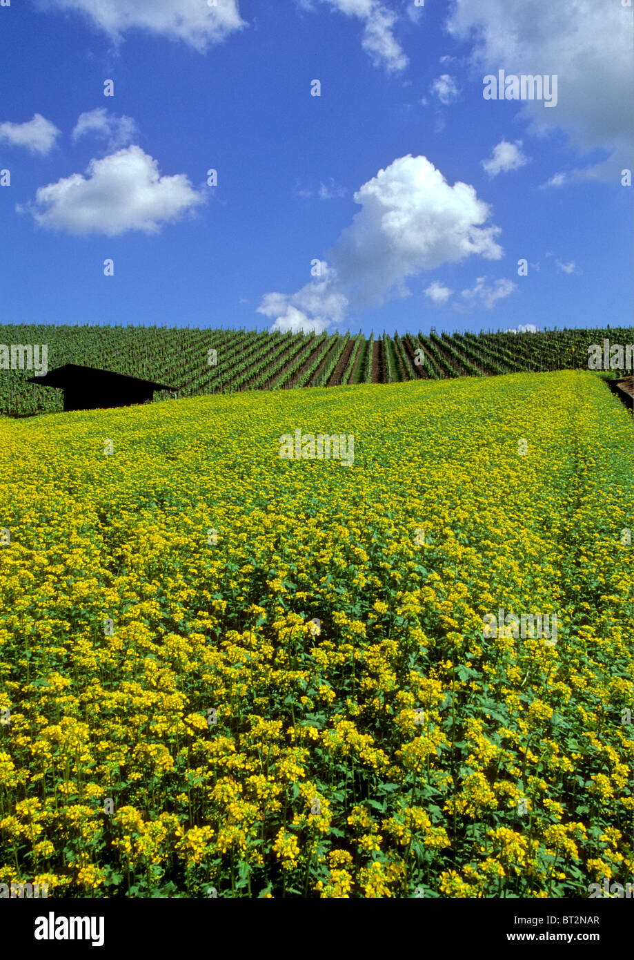 Buttercup field and in the background some vine racks Stock Photo - Alamy
