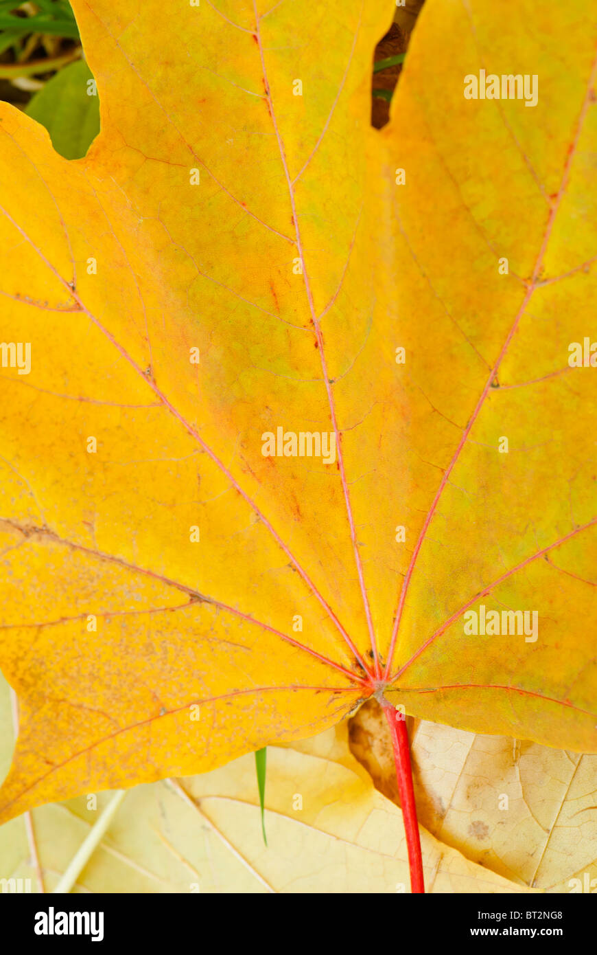 Autumn maple leaf Stock Photo - Alamy
