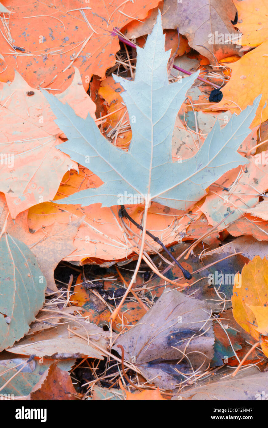 Leaf scenes hi-res stock photography and images - Alamy