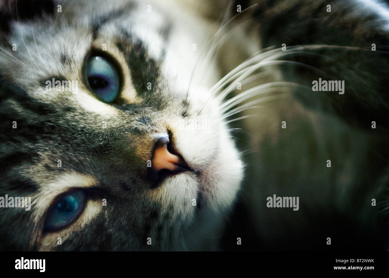 Jake the gray lynx point siamese Stock Photo - Alamy