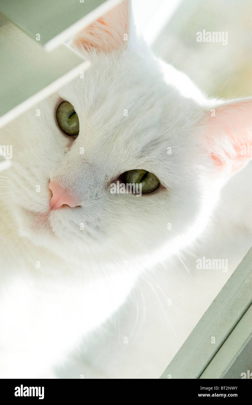 White cat pink ears hi-res stock photography and images - Alamy