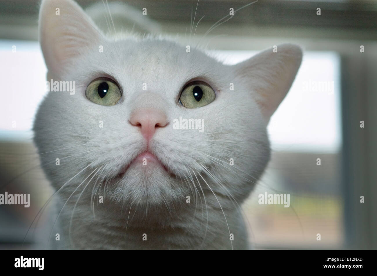 White cat pink ears hi-res stock photography and images - Alamy