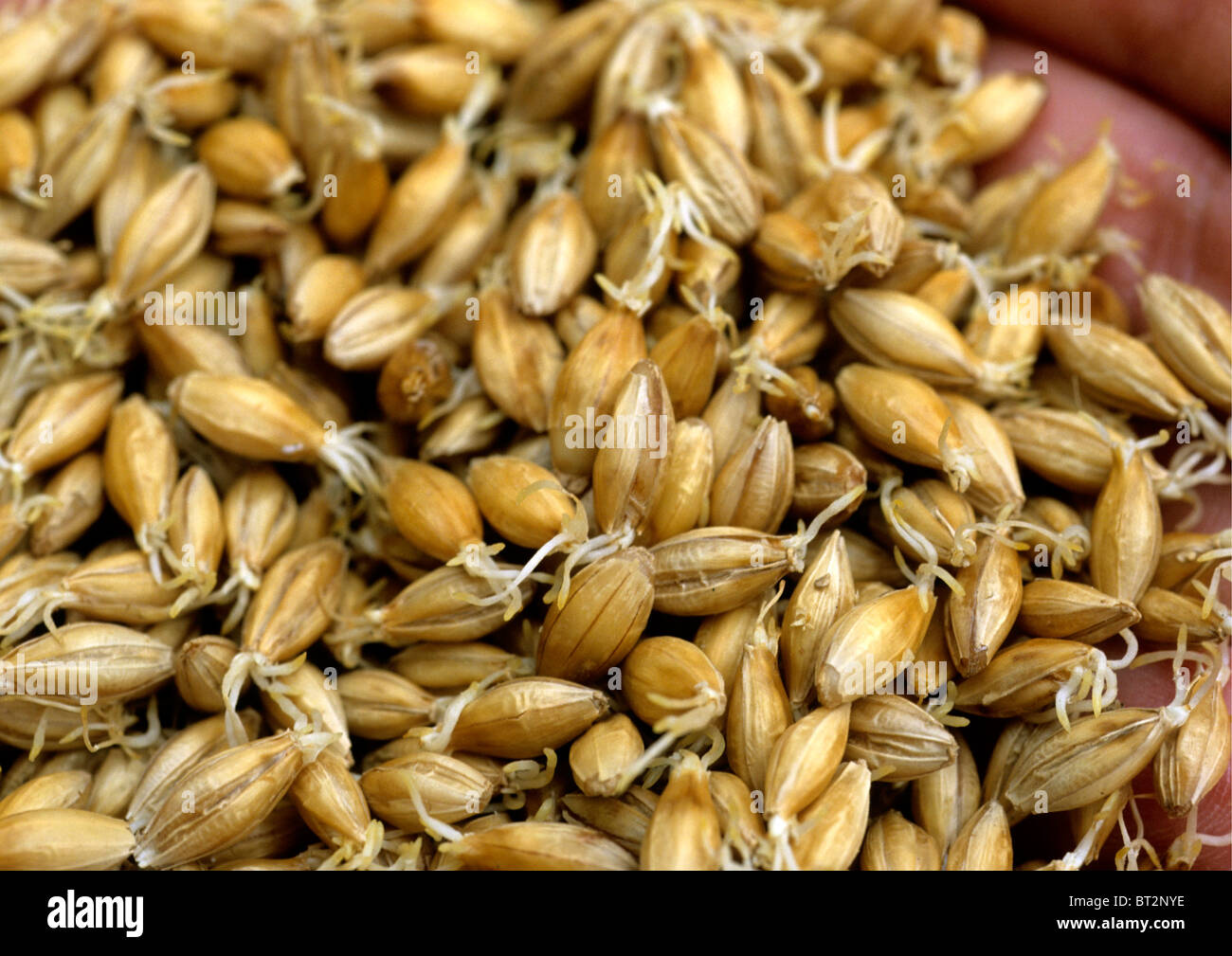 Barley seed germination hi-res stock photography and images - Alamy