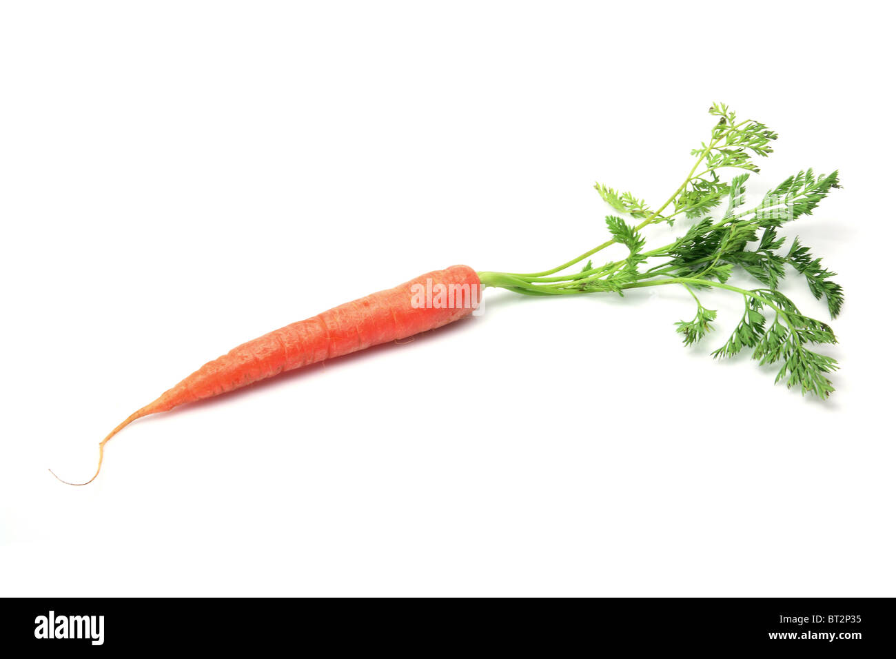 Carrot Leaves Stock Photos & Carrot Leaves Stock Images - Alamy