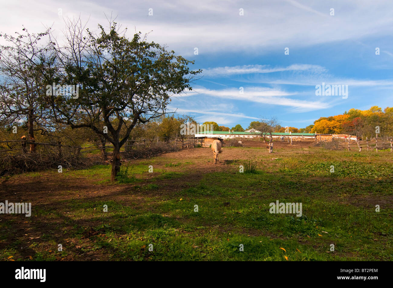A beautiful brown horse in a paddock Stock Photo - Alamy