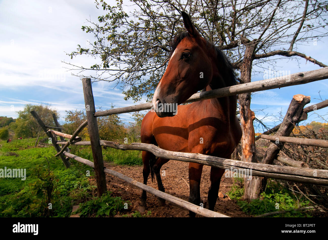 A beautiful brown horse in a paddock Stock Photo - Alamy