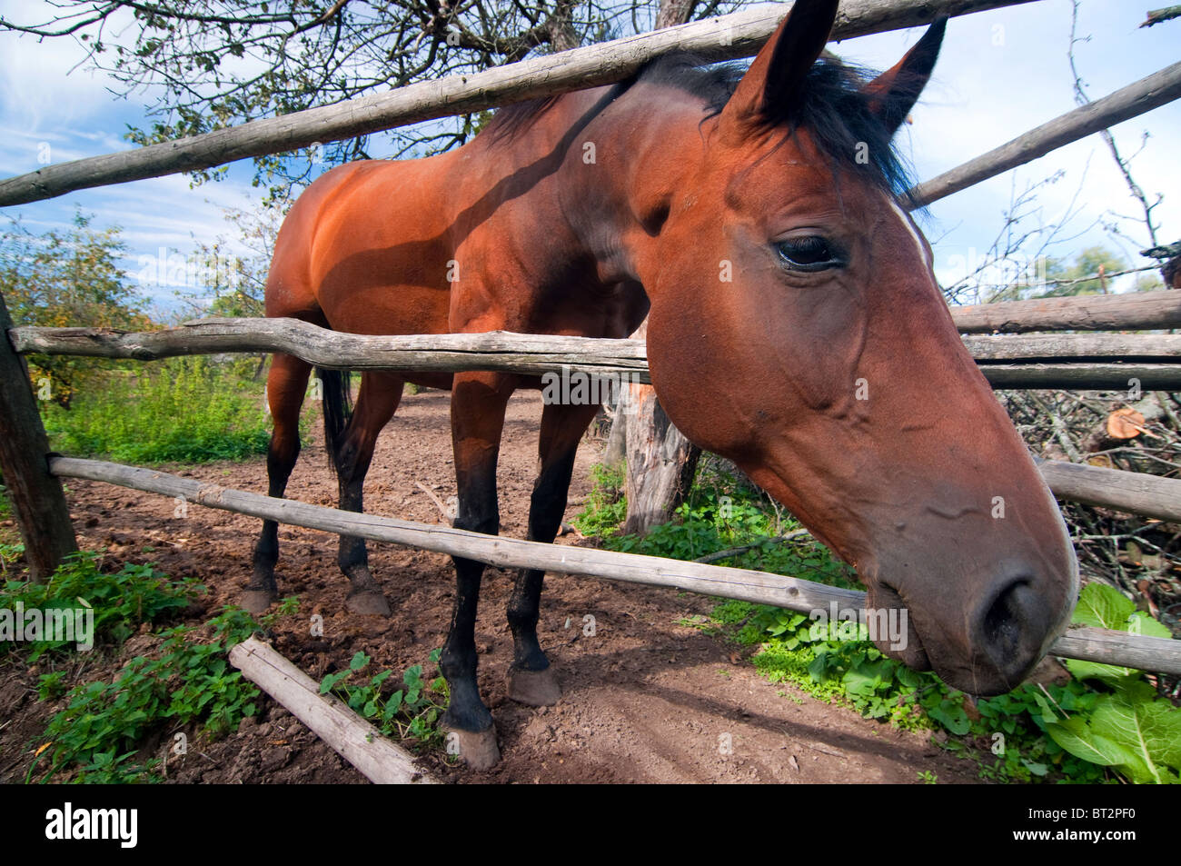 A beautiful brown horse in a paddock Stock Photo - Alamy