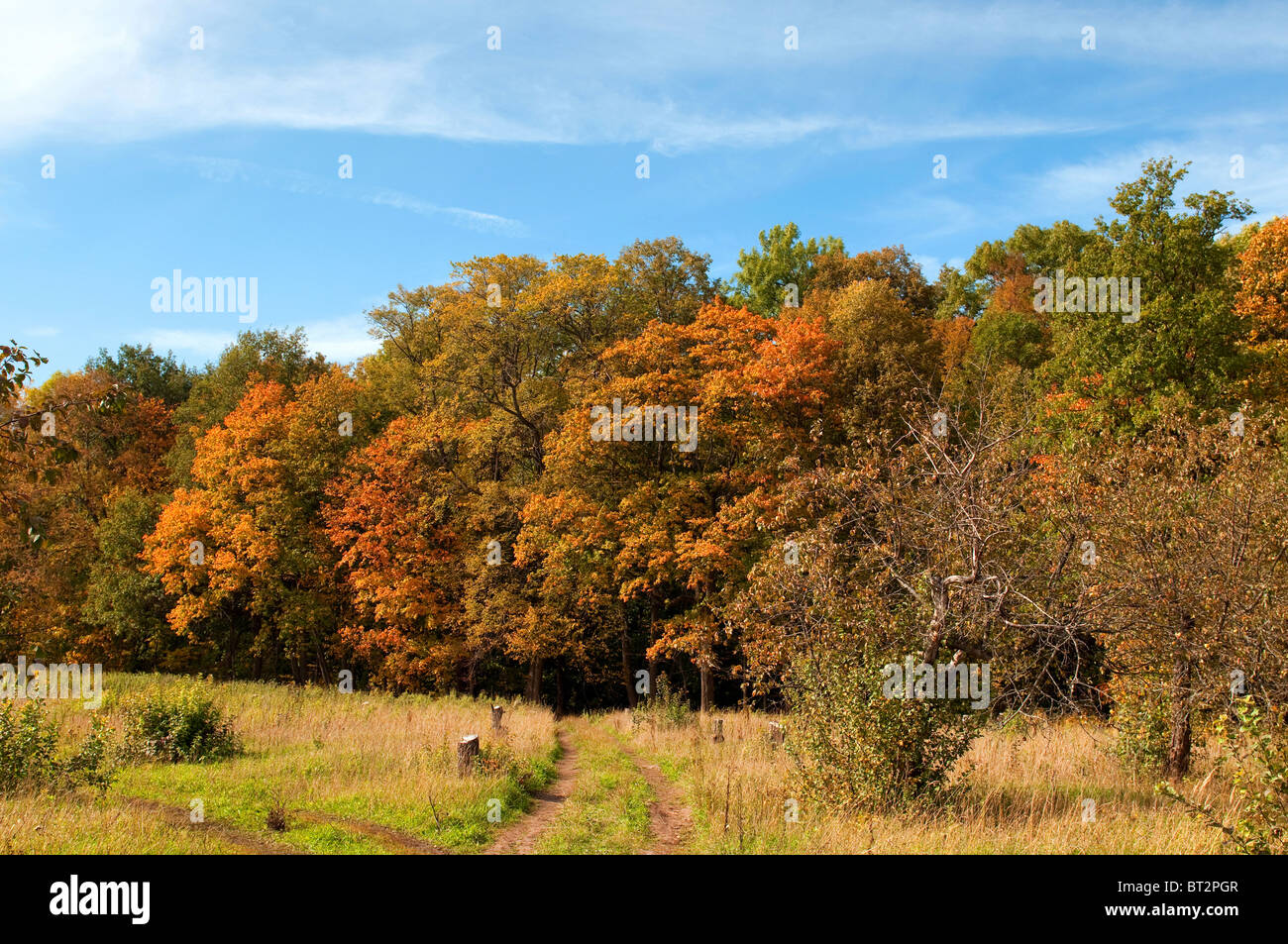 Colourfull autumn forest with a blue sky Stock Photo - Alamy