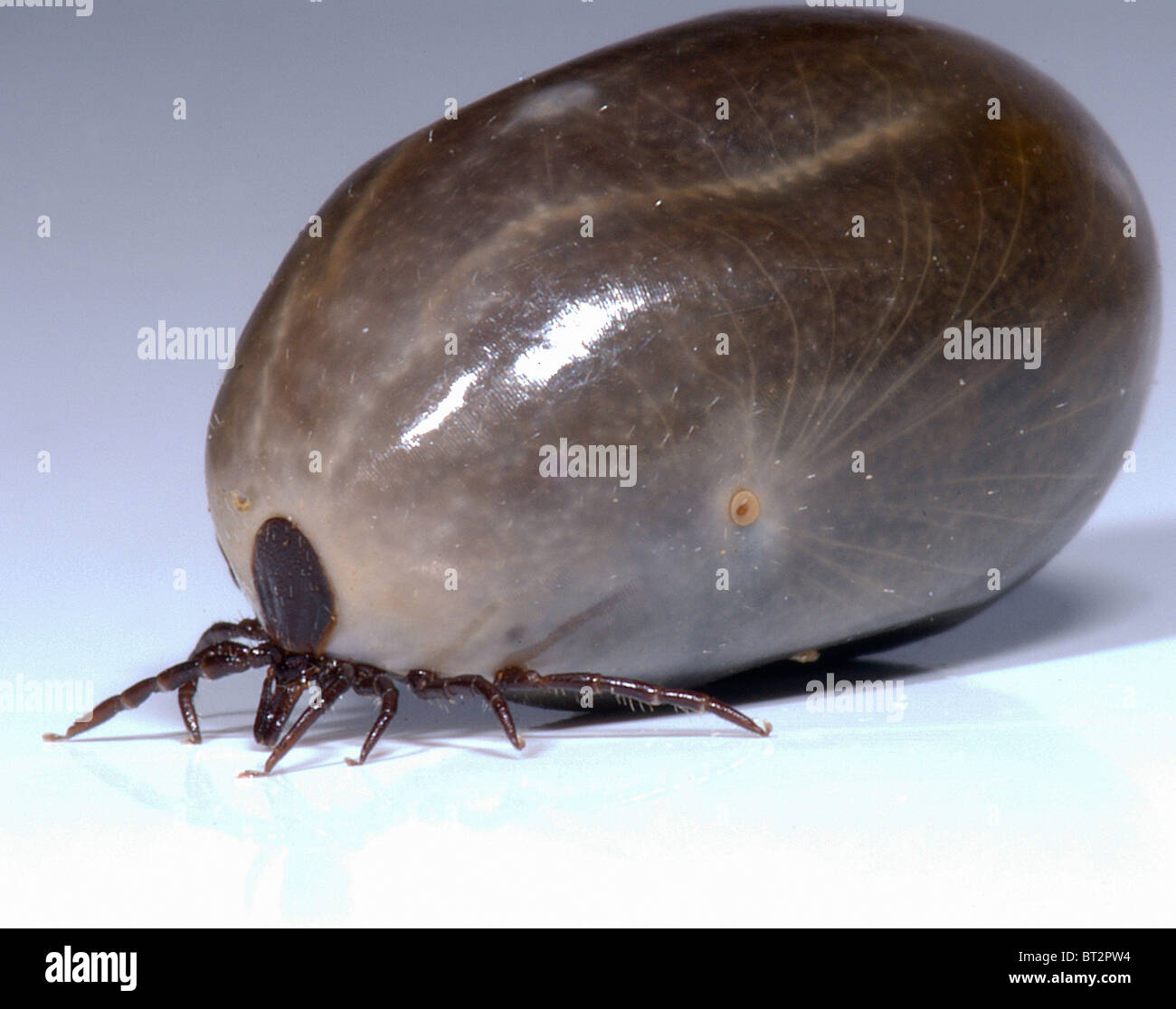 TICK Commonly known as Deer Tick or Sheep Tick they are members of the ...