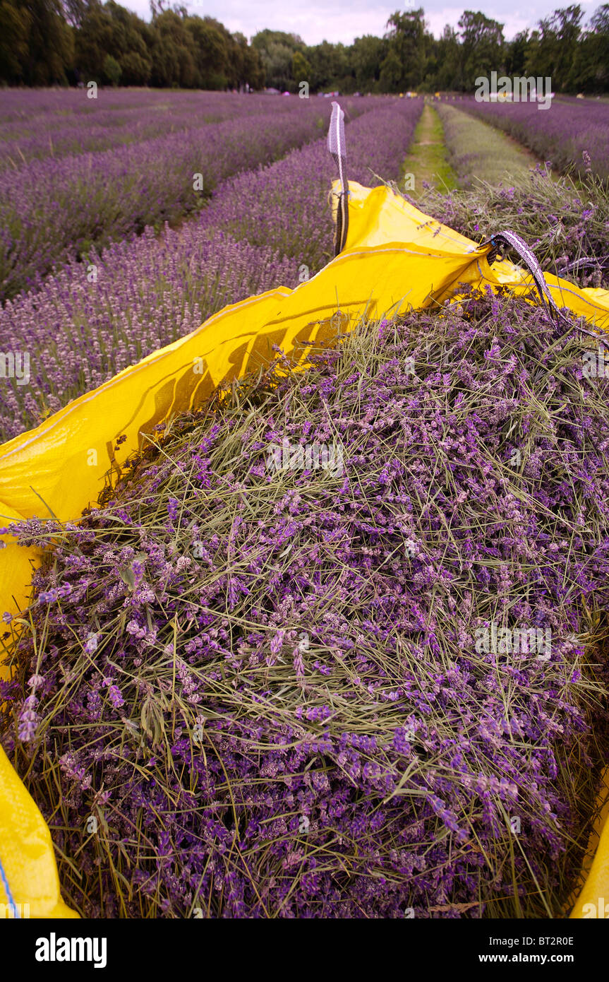 Banstead lavender field hi-res stock photography and images - Alamy
