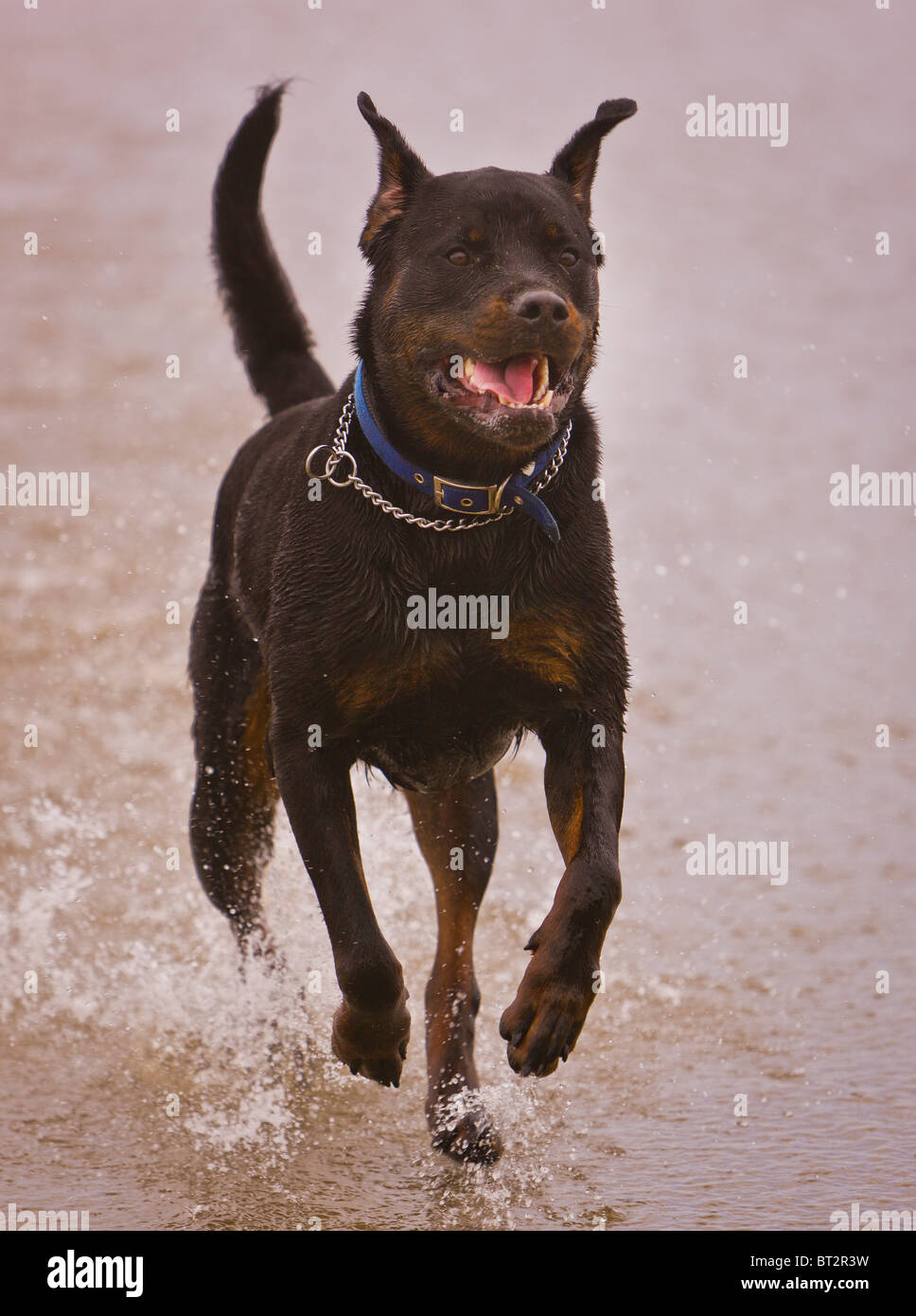Rottweiler hi-res stock photography and images - Alamy