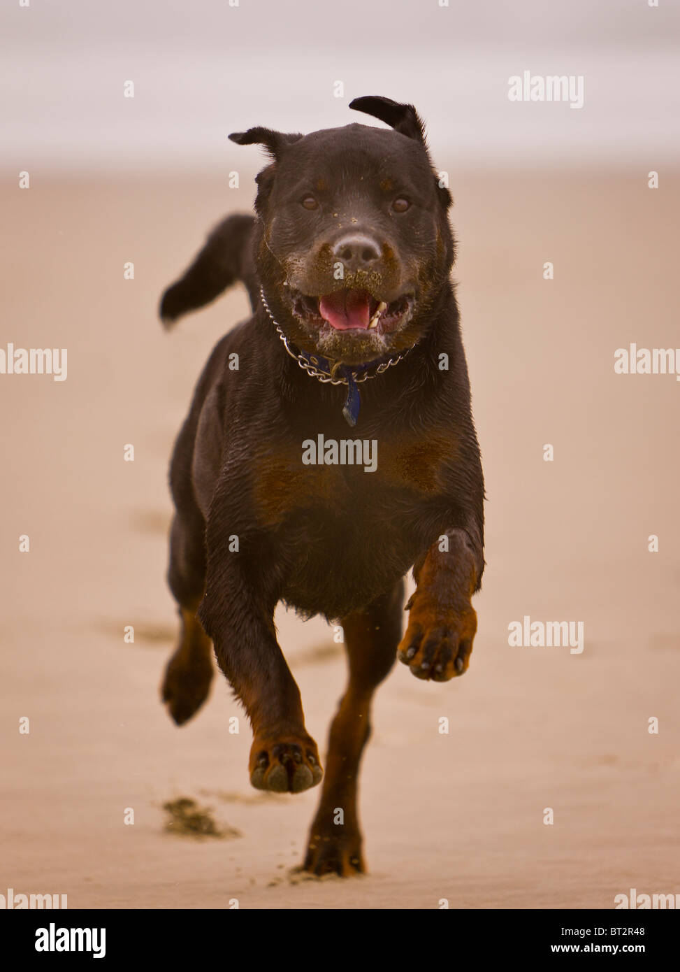 Rottweiler hi-res stock photography and images - Alamy