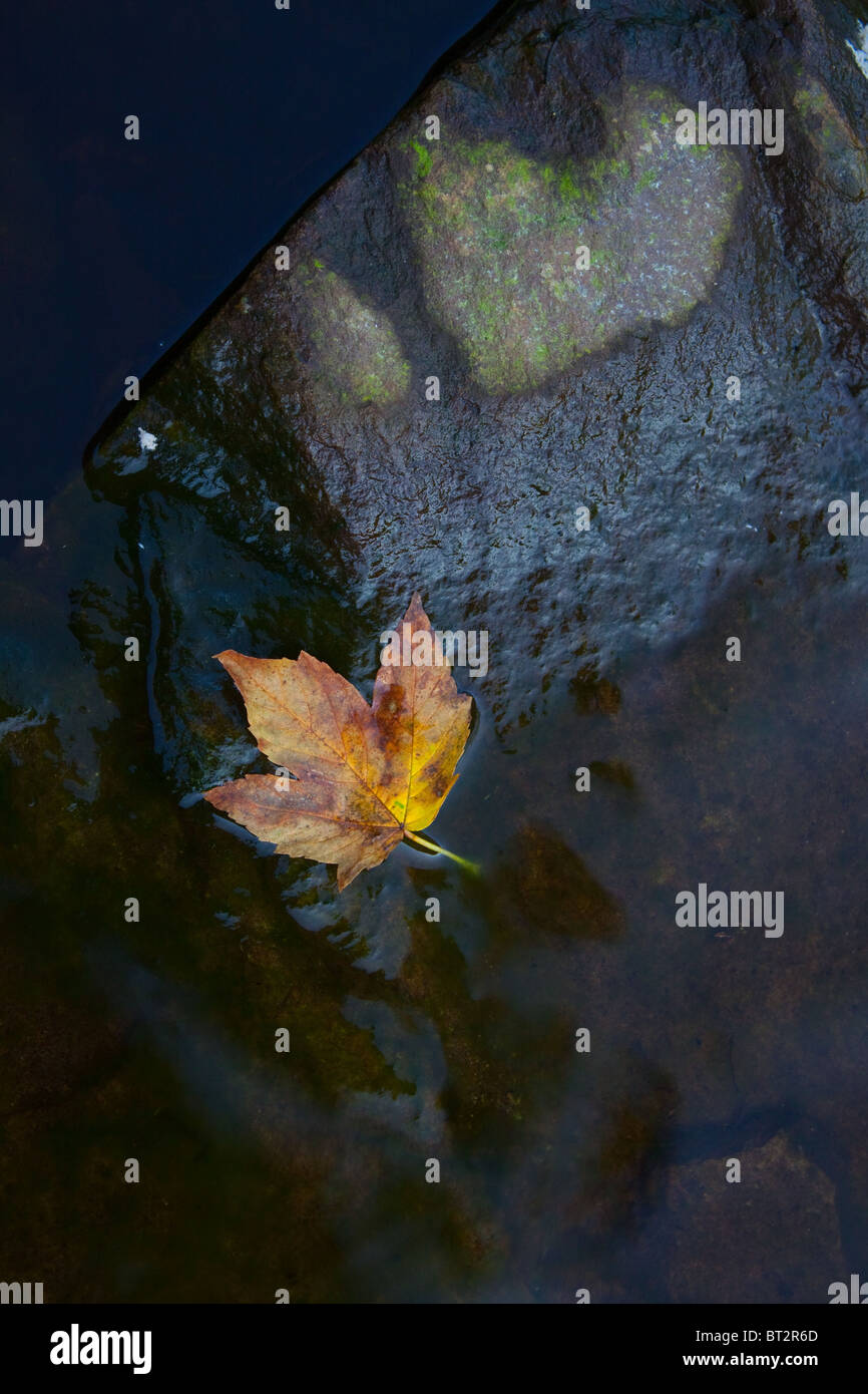 A maple leaf caught in a stream Stock Photo - Alamy