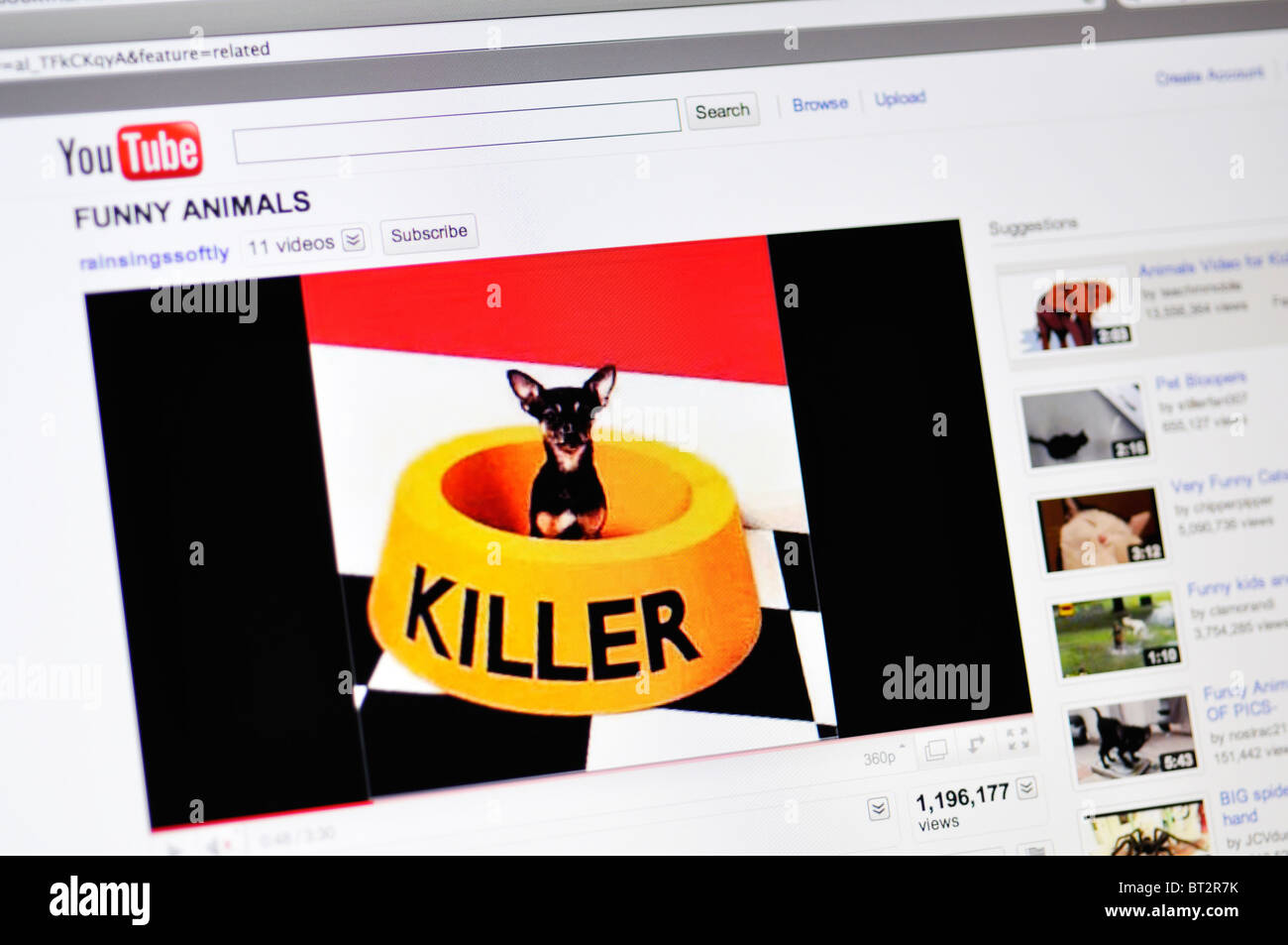YouTube website showing funny dog Stock Photo - Alamy