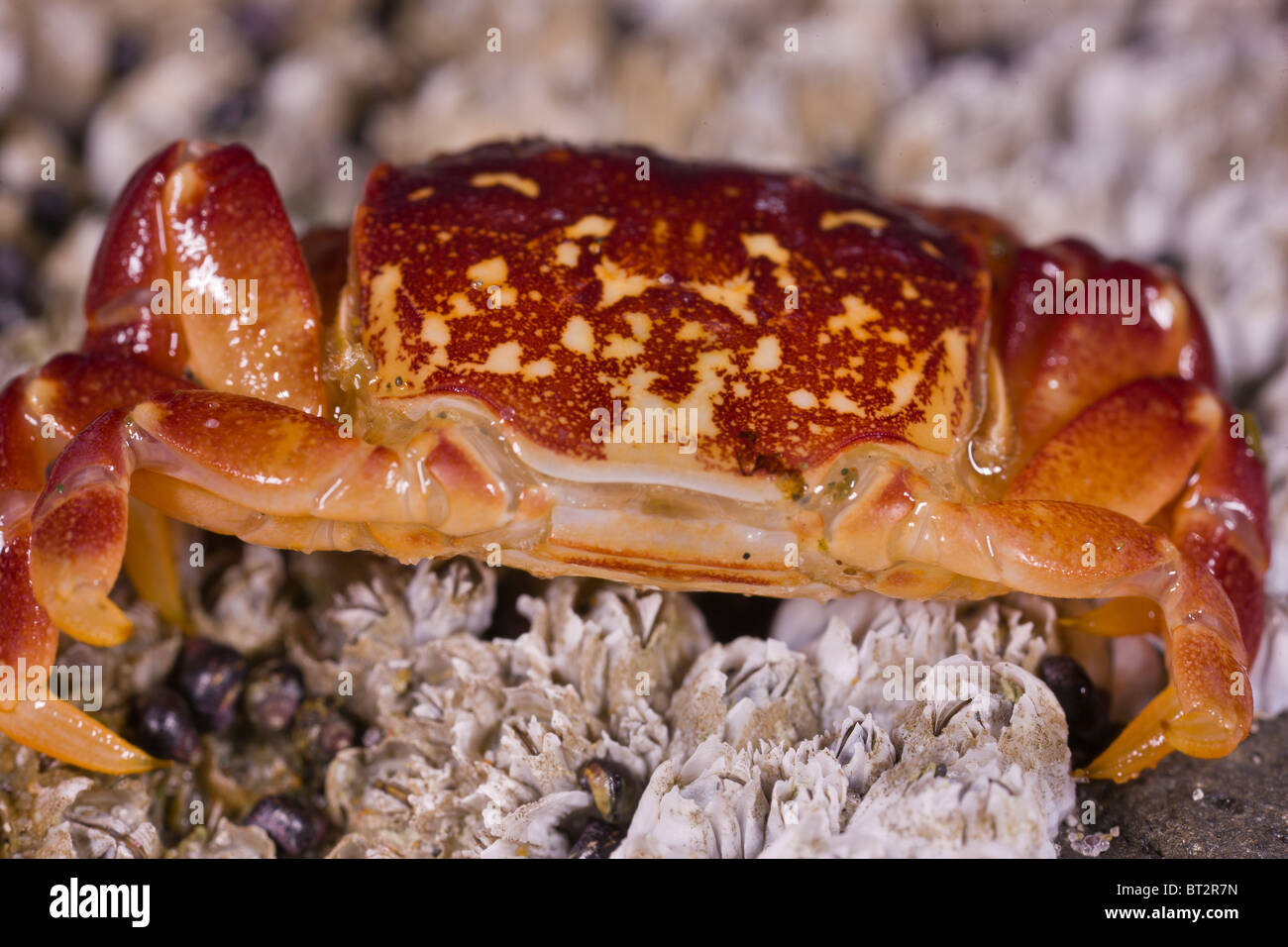 Crustacean anatomy hi-res stock photography and images - Alamy