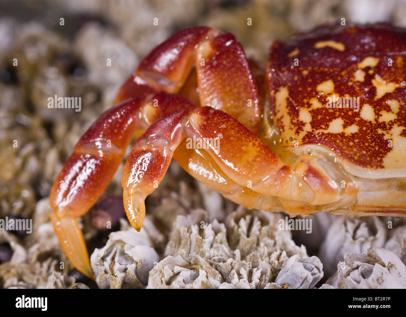 Claw anatomy hi-res stock photography and images - Alamy