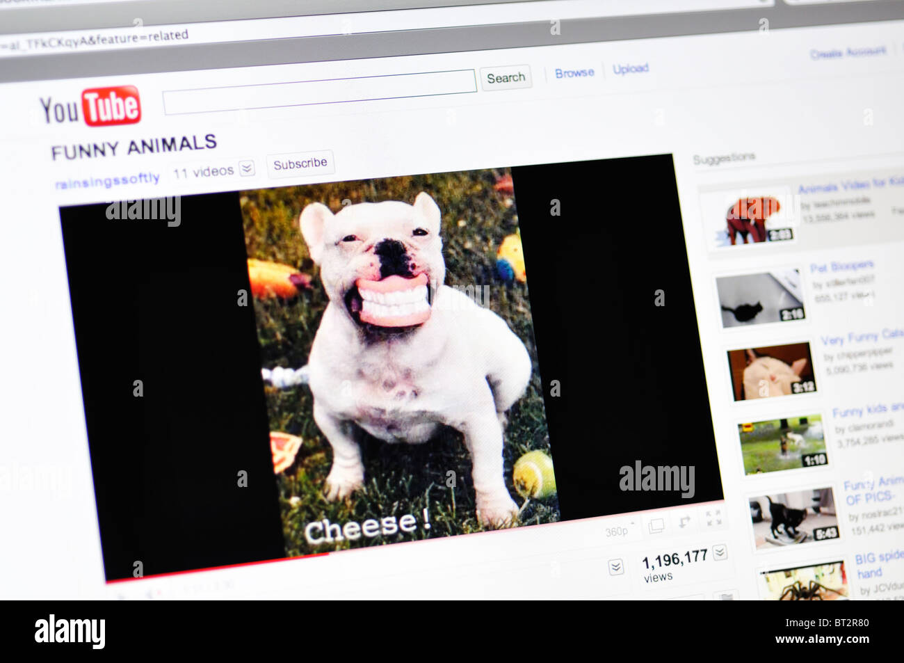YouTube website showing funny dog Stock Photo - Alamy