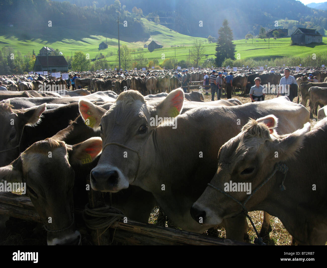 cows fair Switzerland Stock Photo - Alamy