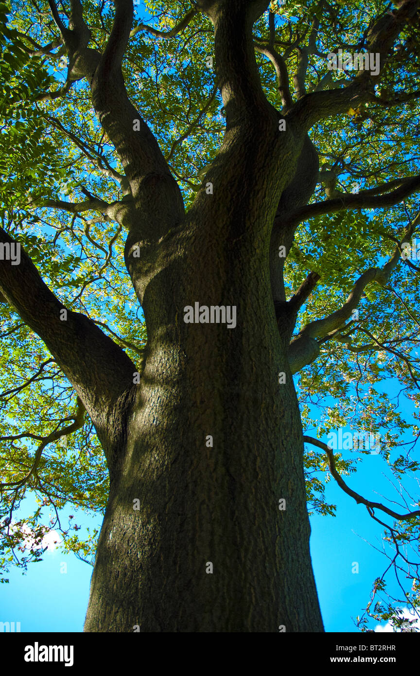 A TREE IN OPEN BLUE SKY BEGINING OF AUTUM Stock Photo - Alamy