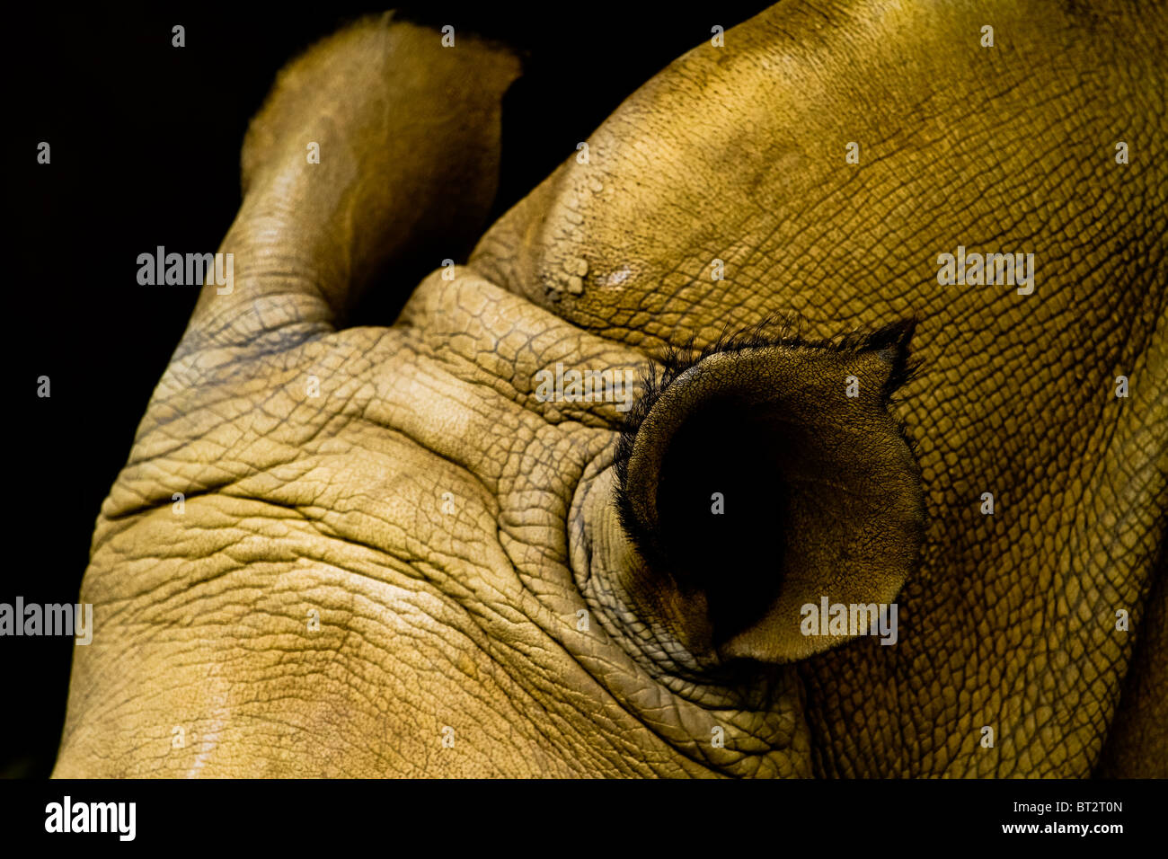 Rhino skin texture hi-res stock photography and images - Alamy