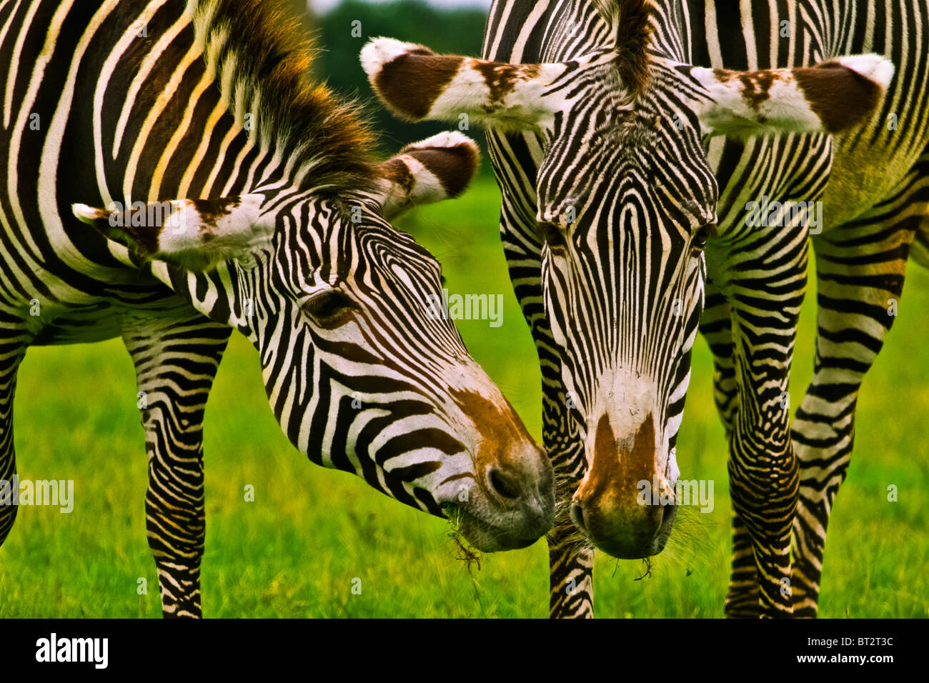Zebra symmetry hi-res stock photography and images - Alamy