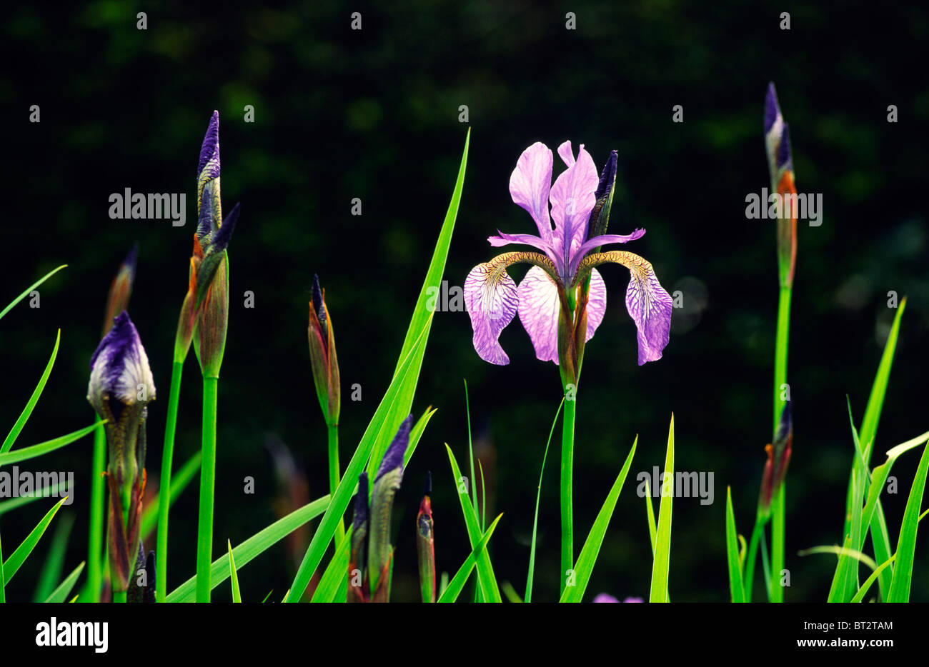 Specimen bloom hi-res stock photography and images - Alamy