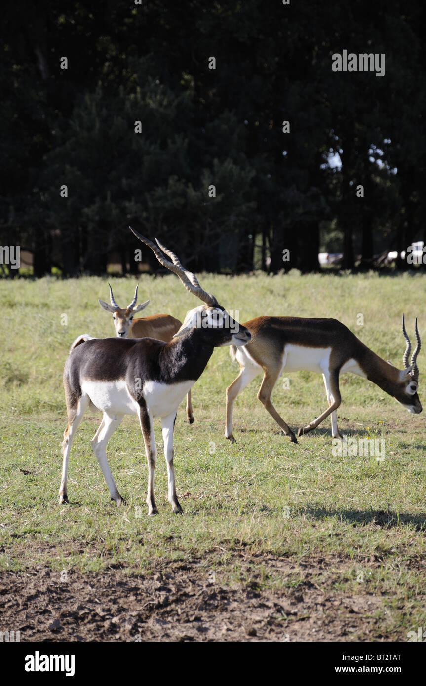 Blackbucks (Antilope cervicapra), aka Krishna Mrigam Stock Photo - Alamy
