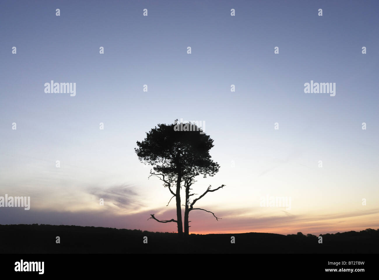 Lone tree, New Forest, Hampshire Stock Photo - Alamy