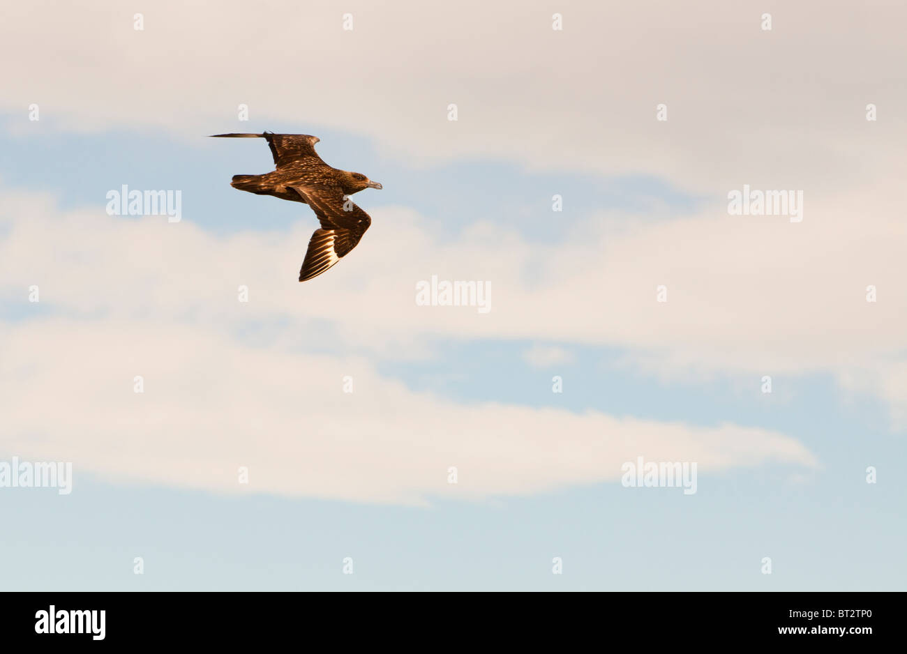 A Great Skua (Stircorarius skua) flying in Iceland Stock Photo - Alamy
