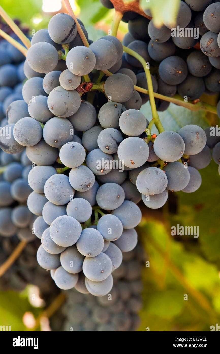 Petite Sirah Grape Plants