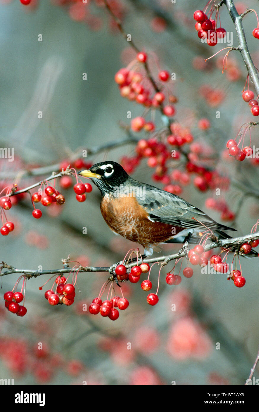 Beautiful American Robin (Turdus migratorius) perched in blooming ...