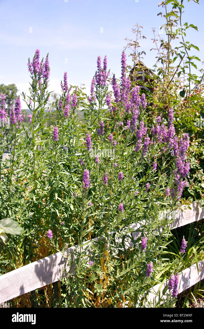 Connecticut Flower