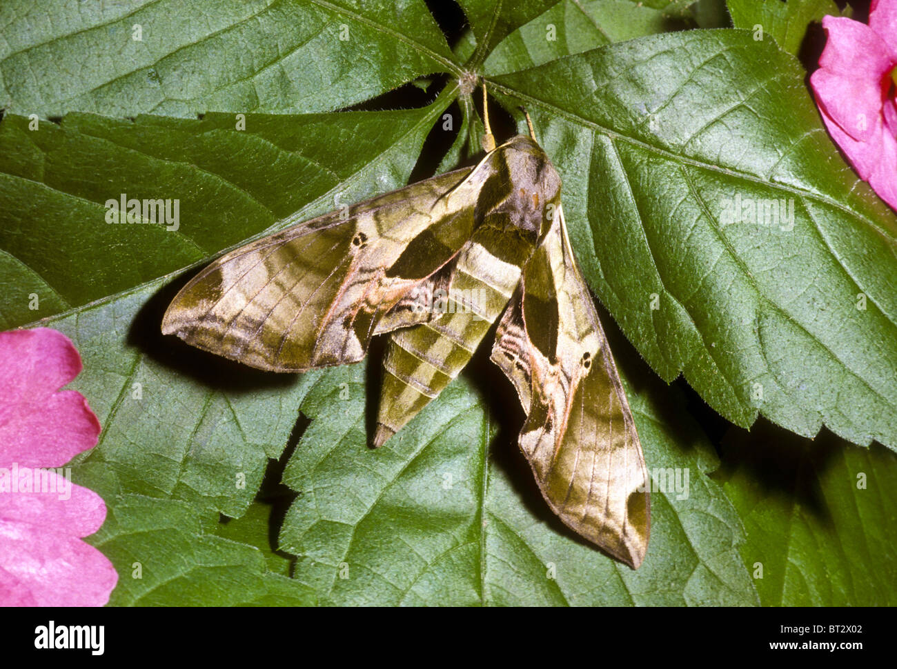 Large Pandorus sphinx moth, a day flying moth (eumorpha pandorus) on ...